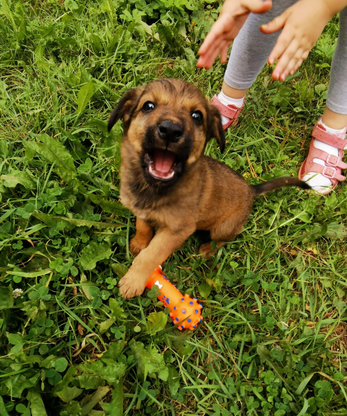 Welpe (Pupsik)News 29.08.