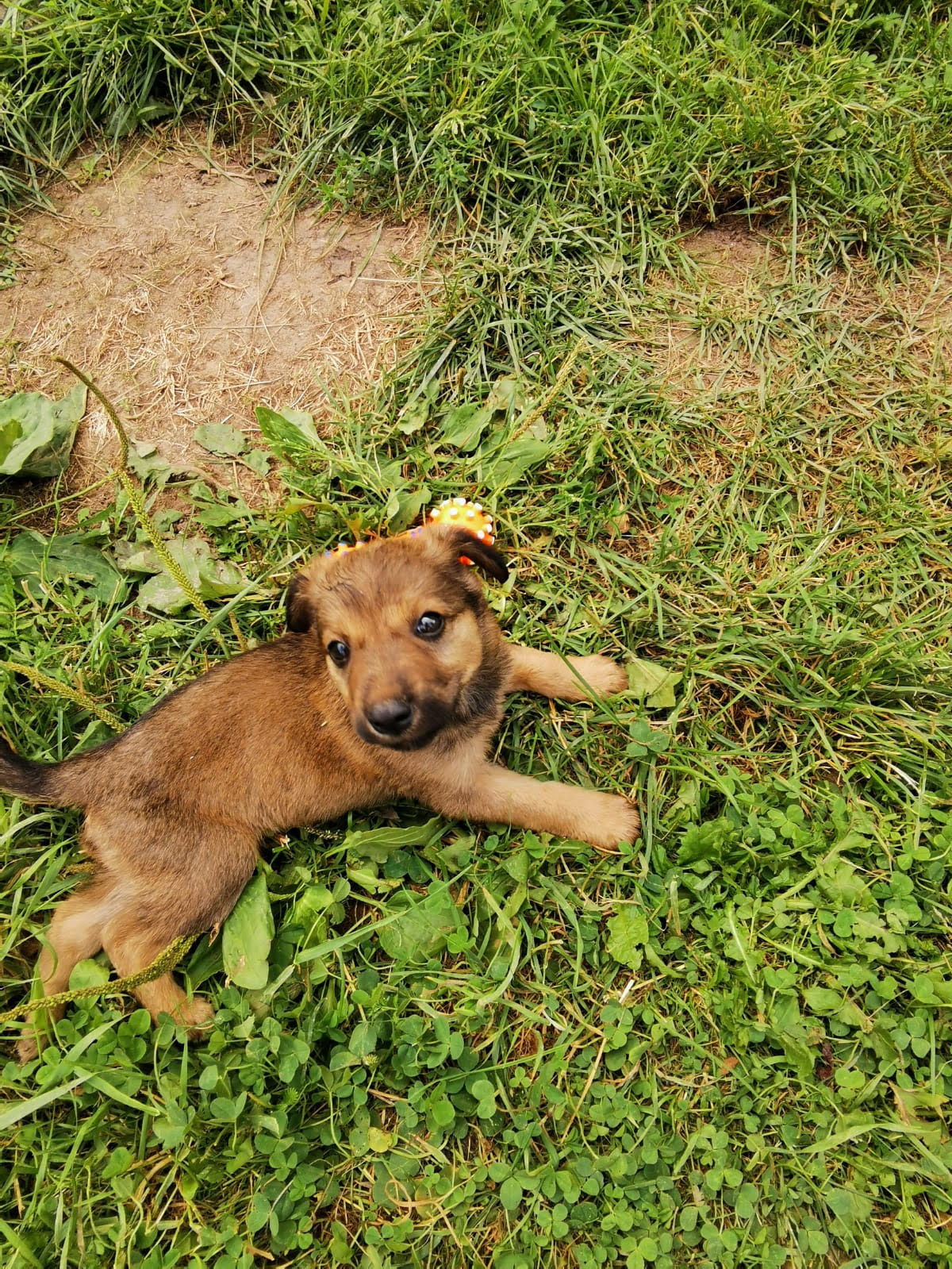 Welpe (Pupsik)News 29.08.